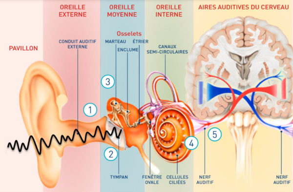 Trucs MAIS PAS Astuce: Le fonctionnement de l’oreille - La Solution Auditive
